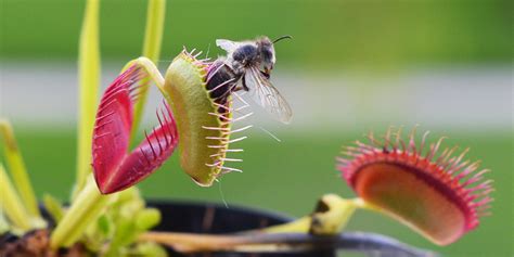 Friend Or Food Why Venus Flytraps Dont Eat Their Pollinators Ecowatch