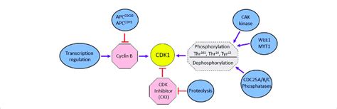 A Schematic Representation Of Different Modes Of Cellular Regulation