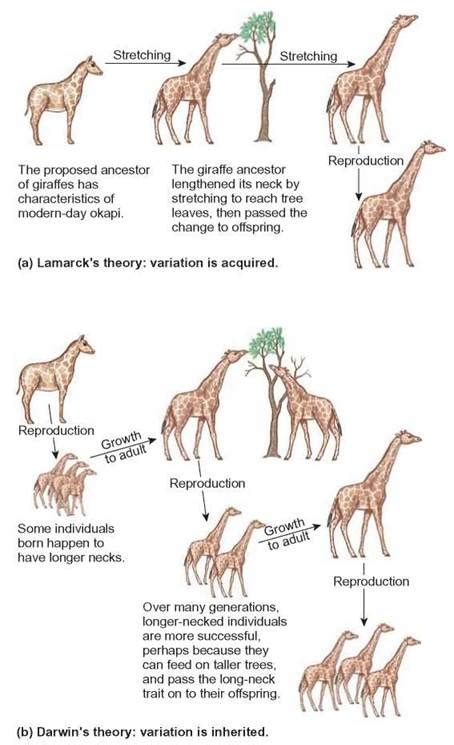 Figure 132 The Contrasting Ideas Of Lamarck And The Darwin Wallace Theory
