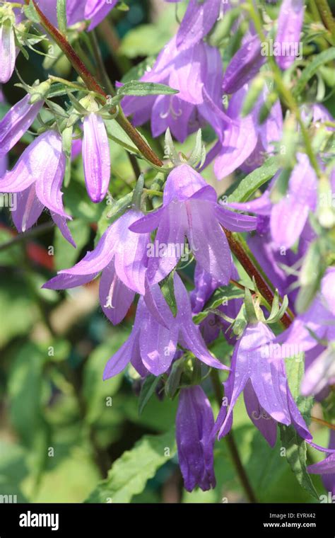 Creeping Bellflower Campanula Rapunculoides Pretty Purple Violet Invasive Weed Bell Shaped