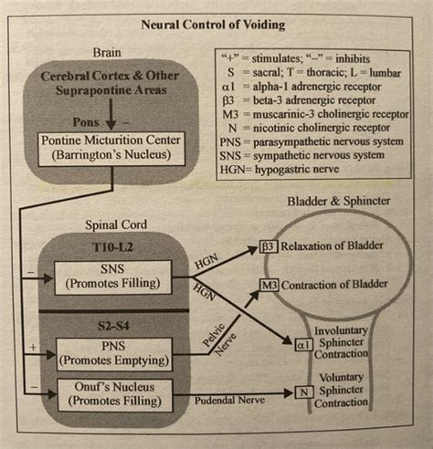 Voiding Physiology Flashcards Quizlet