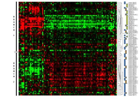 heat map representing an unsupervised hierarchical cluster analysis of