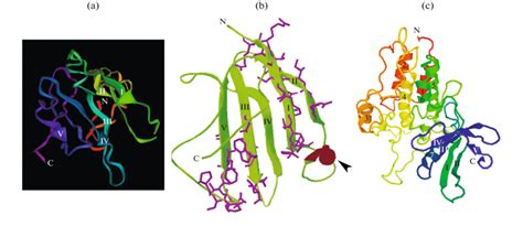 Three Dimensional Structure Models A Misrii Extracellular Domain Download Scientific