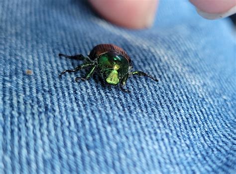 A Bug Not Sure What It Is Album On Imgur