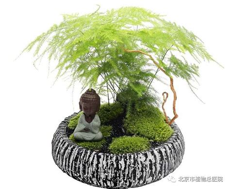 文竹叶子一夜之间变黄你肯定是做错了这个 叶片