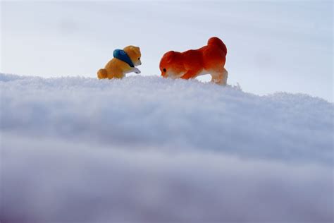 雪原のわんこ ここほれワンワン GANREF