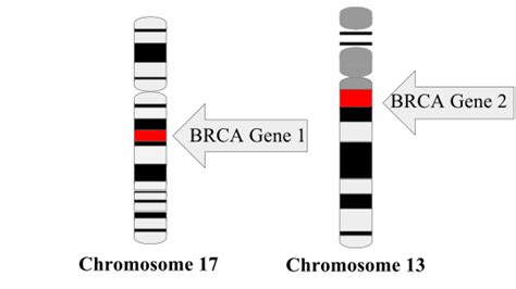 Brca Mutation Wikipedia