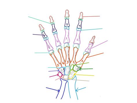 Diagramme De Main Os Quizlet