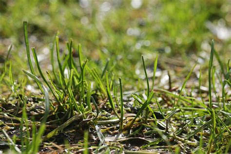 겨울의 끝에 유지 보수 후 파종 씨앗 젊어지게 습기와 진흙 녹색 잔디 잔디 잔디에서 신선한 녹색 잔디 촬영의 전체 프레임 이미지 전경에 초점을 맞추고 0명에 대한 스톡 사진