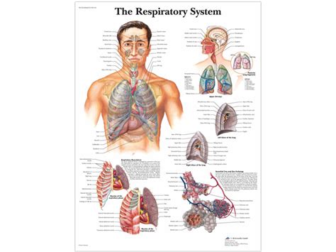 Anatomical Chart Respiratory System A 1 Medical Integration