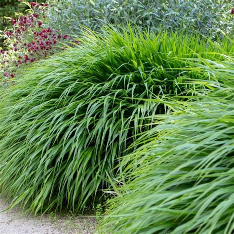 Japans Siergras Hakonechloa Macra Tuinplantenbezorgd Nl