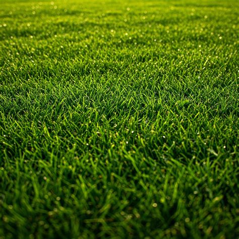 Types Of Grass How To Choose The Best One For Your Lawn And Garden