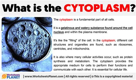 What Is The Cytoplasm Definition Of Cytoplasm