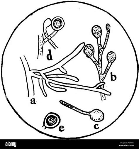 Pythium Hi Res Stock Photography And Images Alamy