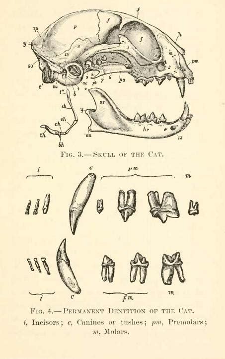 File Cat Skull And Teeth Drawing  Wikimedia Commons Cat Skull