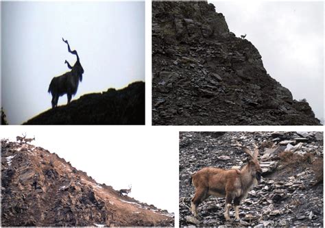 Photos 1 4 Markhor In Cgnp Pakistan The Markhor Is The National