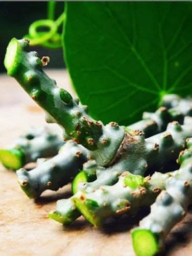 Raw Giloy Stem Packaging Type Sealed Packing At ₹ 1000kilogram In