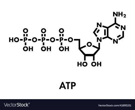 Adenosine Triphosphate