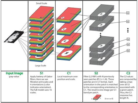 filtering layer s1 c1 and matching layer s2 c2 in the cortex like download scientific