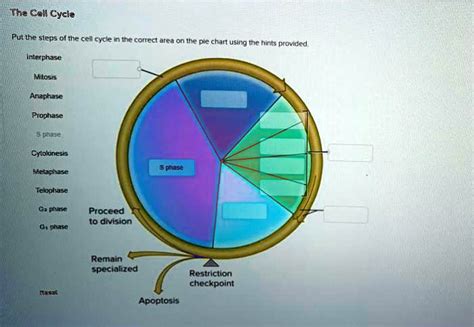Cell Cycle Pie Chart Cell Cycle Phase Interphase Stages Duri