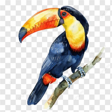 투명 한 배경에 고립 된 생생한 수채화 큰부리새 새 수채화 큰부리새 새 Png 일러스트 및 이미지 에 대한 무료 다운로드 Pngtree