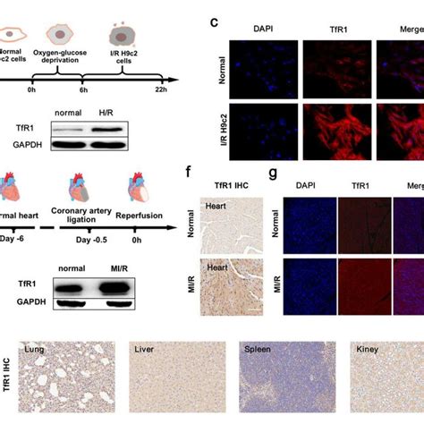 Examination Of Tfr1 Expression And Targeting Specificity On I R H9c2 Download Scientific
