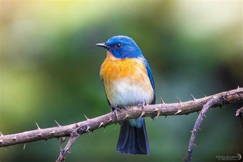 Nishanth Kumar Insearch Pk