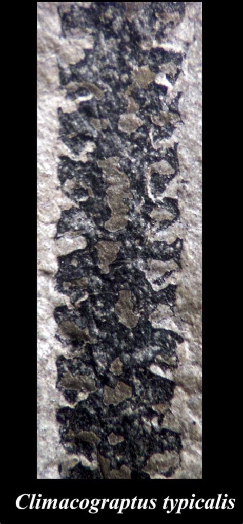Stem Shaped Object Fossil ID The Fossil Forum