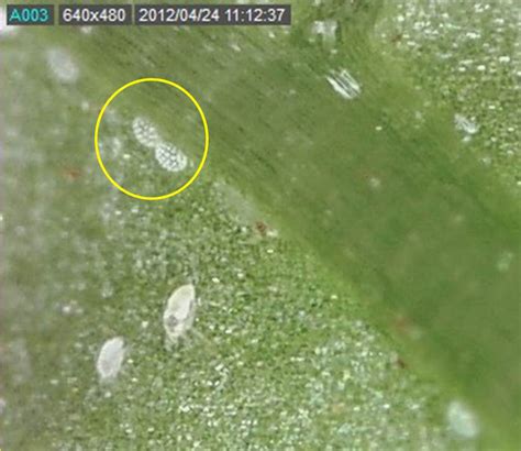 Watch For Broad Mite Symptoms Greenhouse Industry Roundtable Of The Midwest