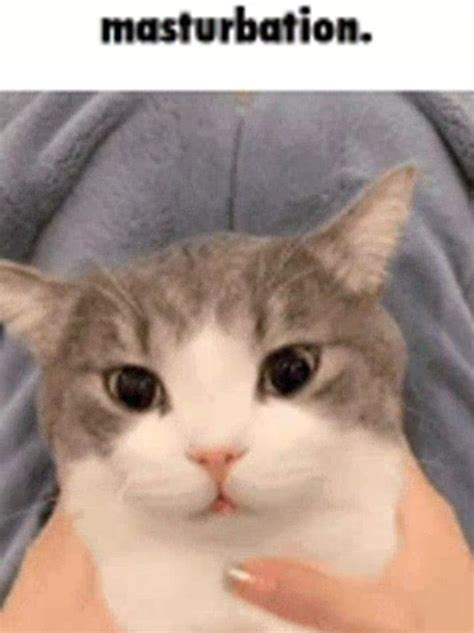 Silly Cats Pictures Silly Images Cat Reference Drawing Reference