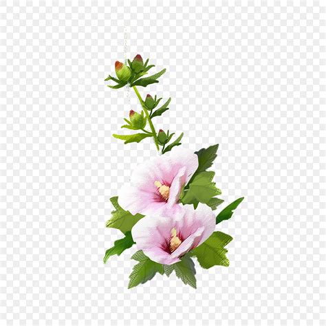 연핑크 무궁화 일러스트 히비스커스 꽃 클립 아트 손으로 그린 히비스커스 꽃 Png 일러스트 및 Psd 이미지 무료 다운로드 Pngtree