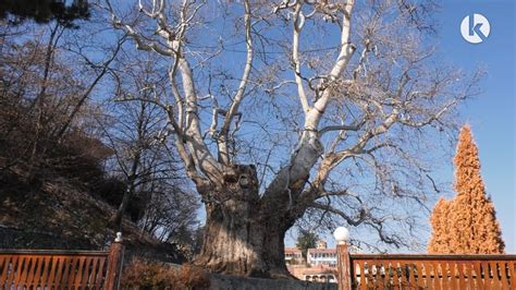თელავში მრავალწლოვანი ჭადრის ხის სამკურნალო სამუშაოები განხორციელდება Youtube
