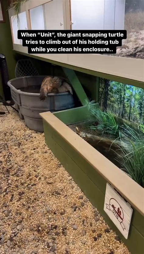 When Unit The Giant Snapping Turtle Tries To Climb Out Of His Holding Tub While You Clean His