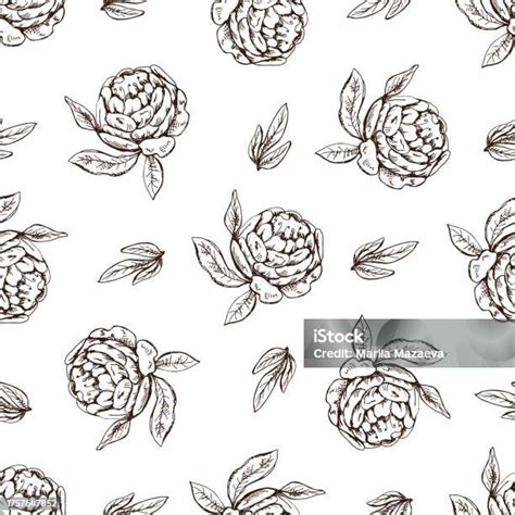 손으로 그린 모란 장미의 완벽 한 패턴 모노크롬 플라워 두들 흑백 빈티지 요소 벡터 스케치 디테일한 레트로 스타일 0명에 대한 스톡 벡터 아트 및 기타 이미지 Istock