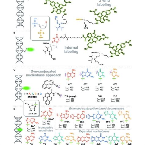 Sequence Specific Binding Of The Transcription Factor P53 To Dna