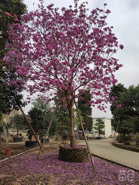 紫花风铃木
