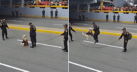Desfile Cívico Militar Perrito Policía Salta Soga En Desfile Militar Y