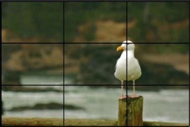 Rule Of Thirds Ks3 Photography At The Holgate Academy