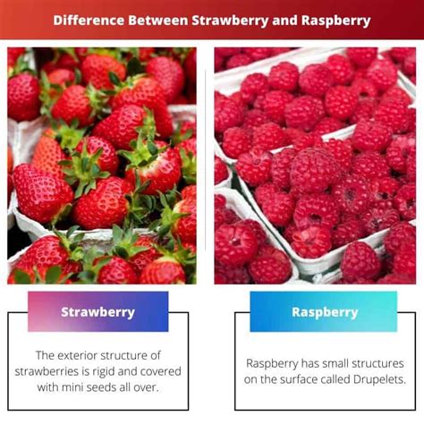 Stroberi Vs Raspberry Perbedaan Dan Perbandingan