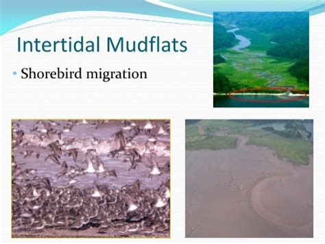 Intertidal Mudflats • S