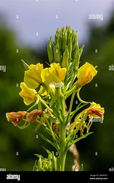 Evening Primrose Plant Care