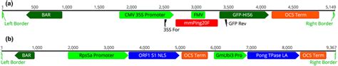 Plasmid Maps Diagrams Depicting The TDNA Portions Of PEarleyGate 103 Download Scientific