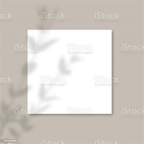 식물의 그림자 사실적인 그림자가 있는 정사각형 종이 모형은 회색 배경에 나뭇잎을 오버레이합니다 정사각형 구성에 대한 스톡 벡터 아트 및 기타 이미지 Istock