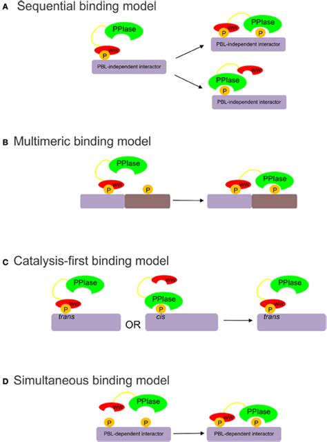 A The Sequential Binding Model Proposes That The Ww Domain Binds