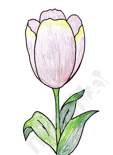 Tulip Drawing Easy Step By Step Tutorial Mimi Panda