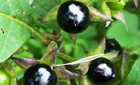 მსოფლიოდ ცნობილი ყველაზე ძლიერი 7 შხამი