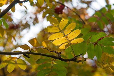 텍스처 배경 패턴입니다 마가 목 노란 빨간 루비의가 단풍 장미 가족 화합물 잎 흰 꽃과 붉은 열매의 작은 낙 엽 나무 0명에 대한 스톡 사진 및 기타 이미지 Istock