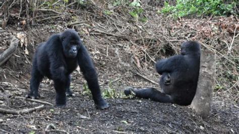 Our Patients Are Wild Gorillas In Nature Gorilla Doctors