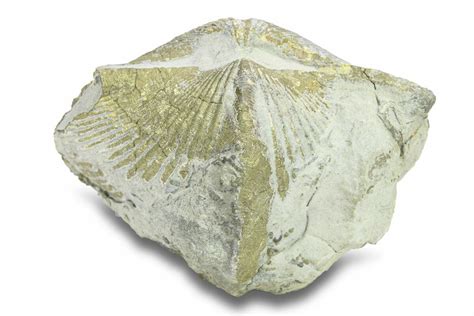1 95 Pyrite Replaced Brachiopod Paraspirifer Fossil Ohio 282905 For Sale