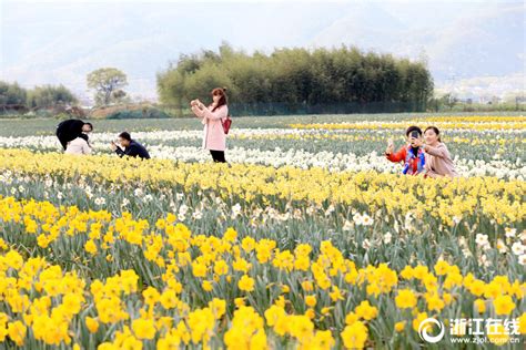 丽水这个小山村 汇集了国内外百余种水仙花 影像中心 浙江在线